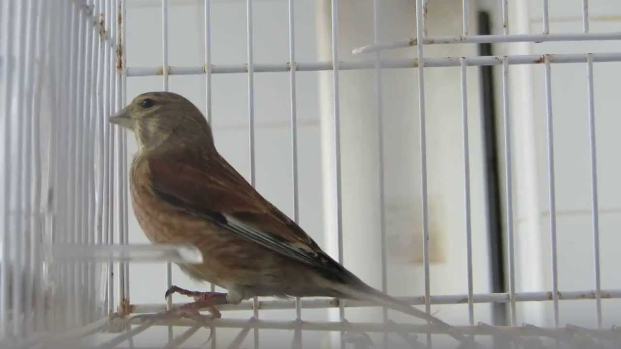 pardillo macho o(camachillo) 7. - YouTube