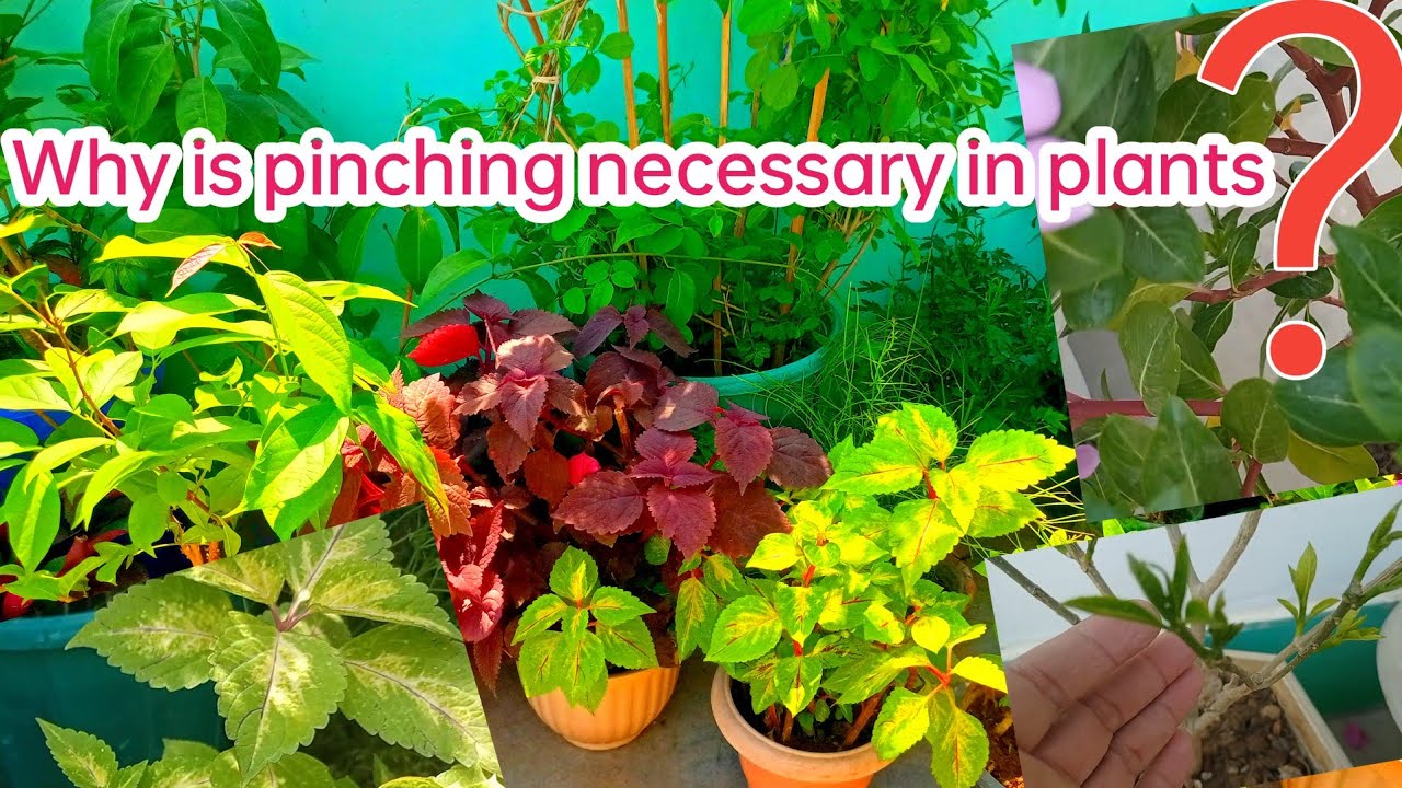 Why is pinching necessary in plants? | Why pinching is important to ...