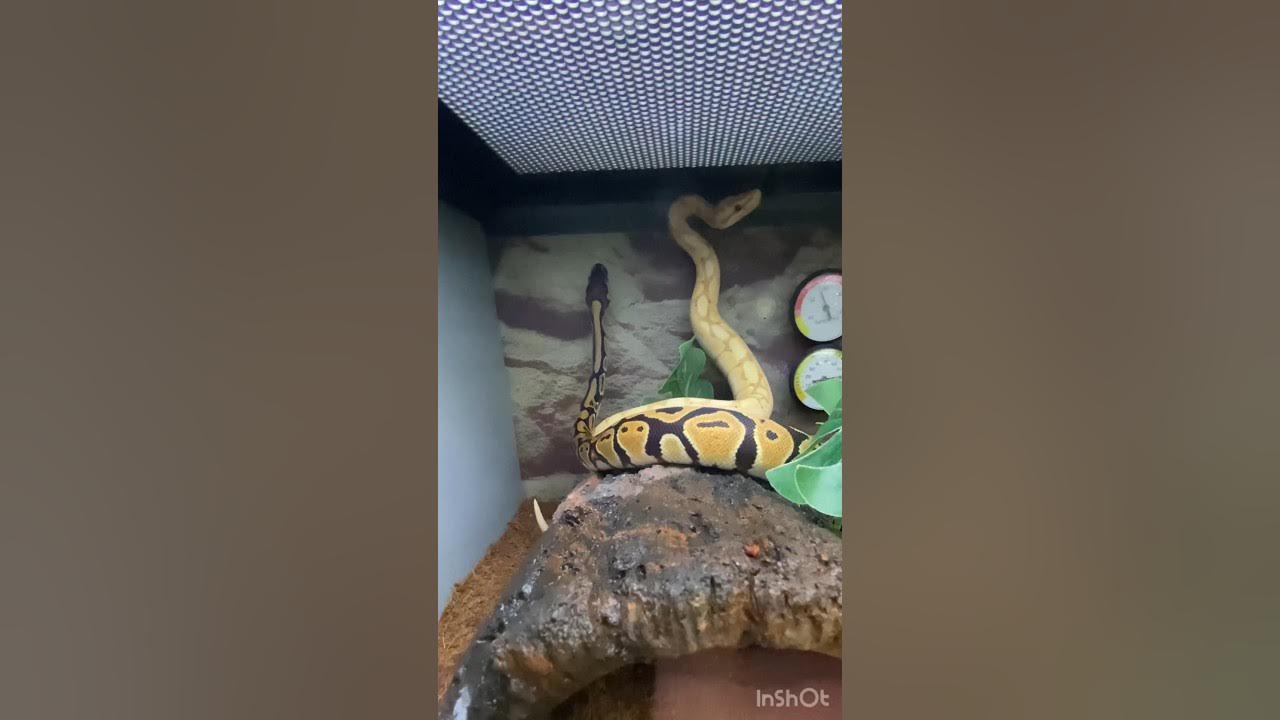 Very Active Ball Pythons - YouTube