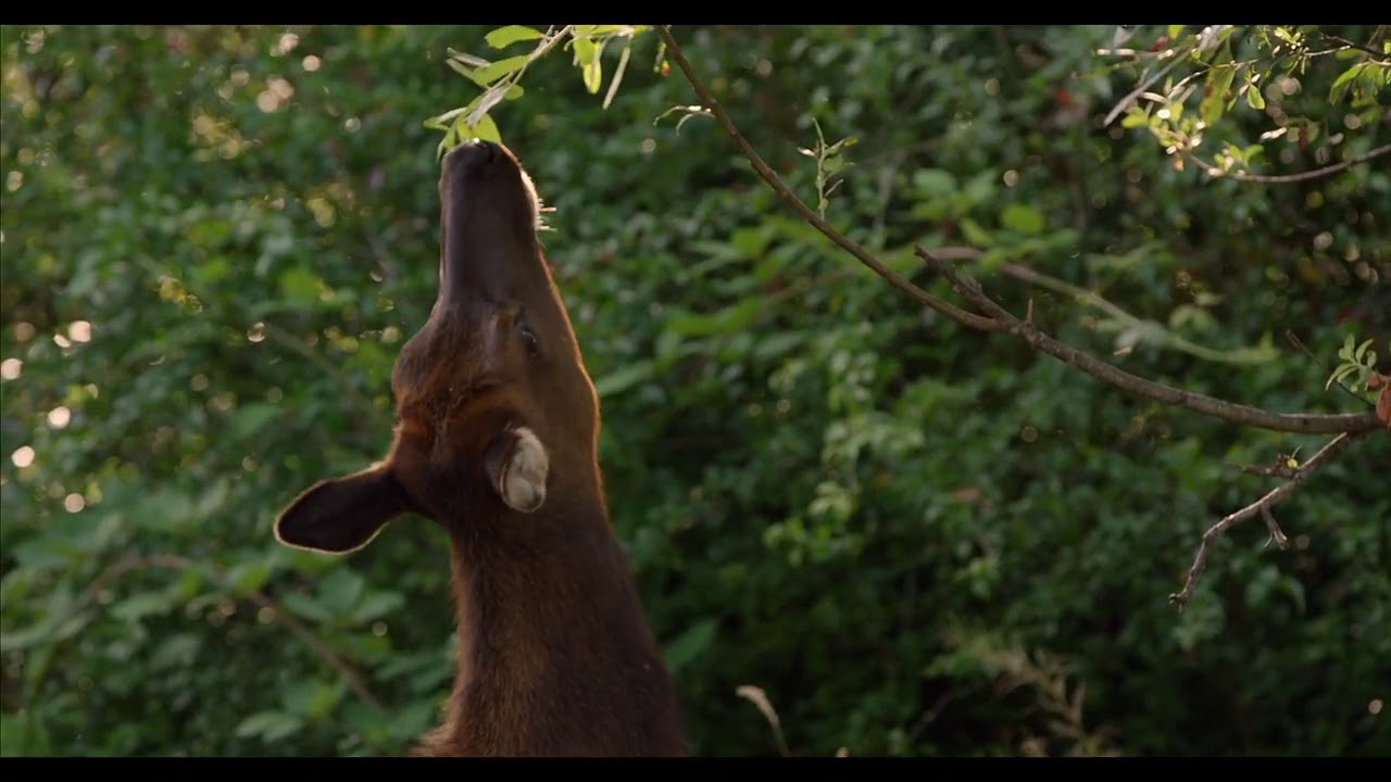 Year 6JS - Descriptive Writing about the Forest - YouTube