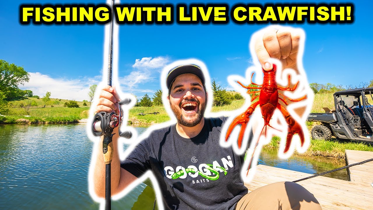 Fishing with GIANT LIVE CRAWFISH in My BACKYARD POND! - YouTube