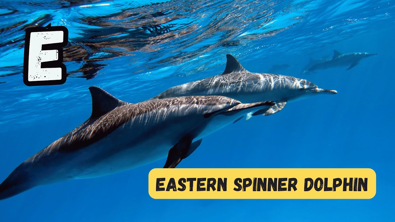 ABC Ocean Echoes | Whale & Dolphin ABC Song for Kids | Real Animal | # ...