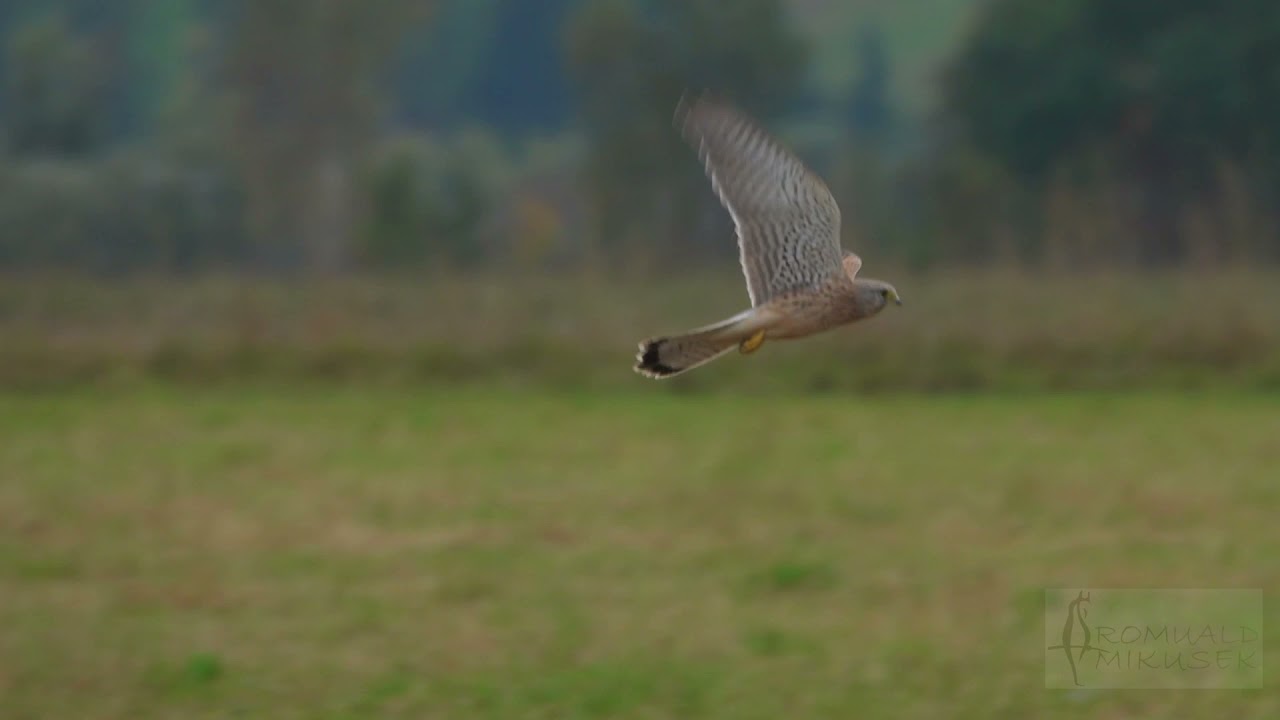 Polująca pustułka, Falco tinnunculus (hunting European Kestrel) - YouTube