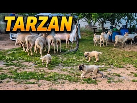BÖLÜM 23 - KOYUNLAR İLE TANIŞMA 