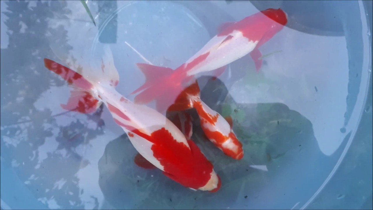 Wakin Goldfish, last visual check before winter times - YouTube