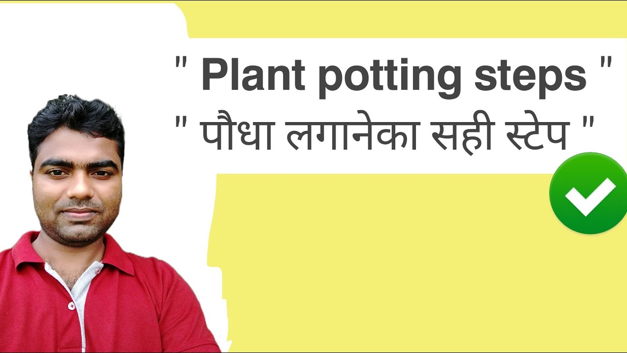 podha lagane ka sahi tarika || plant potting ideas || - YouTube
