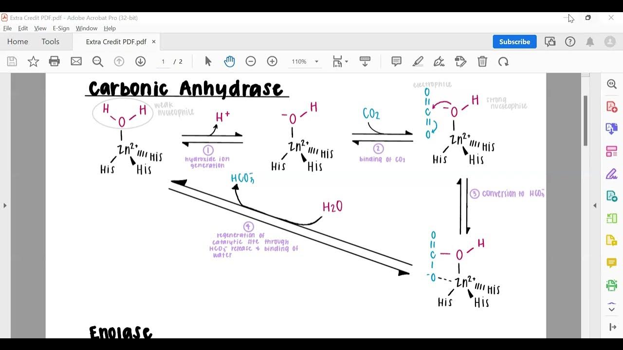 Carbonic Anhydrase & Enolase Mechanisms - YouTube