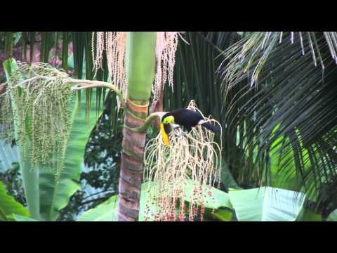 Tukane in Costa Rica