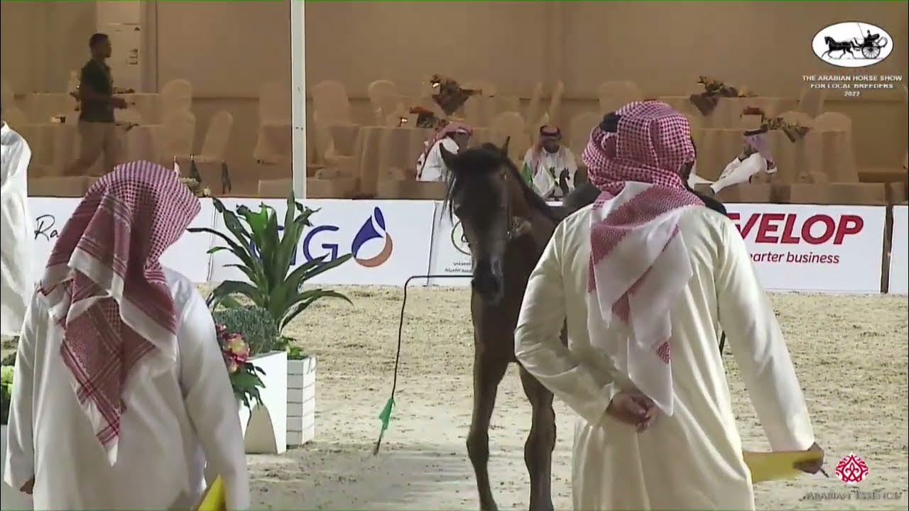 N.299 QA GHAITH - The Arabian Horse Show for local Breeders 2022 ...
