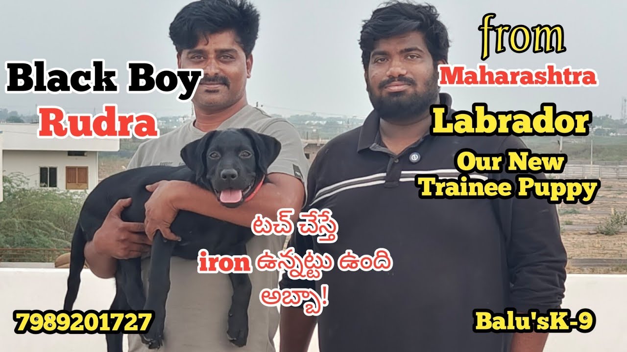Black Boy Rudra the #labrador #puppy For basic obedience training @BalusK9Dogtraining #viral ...