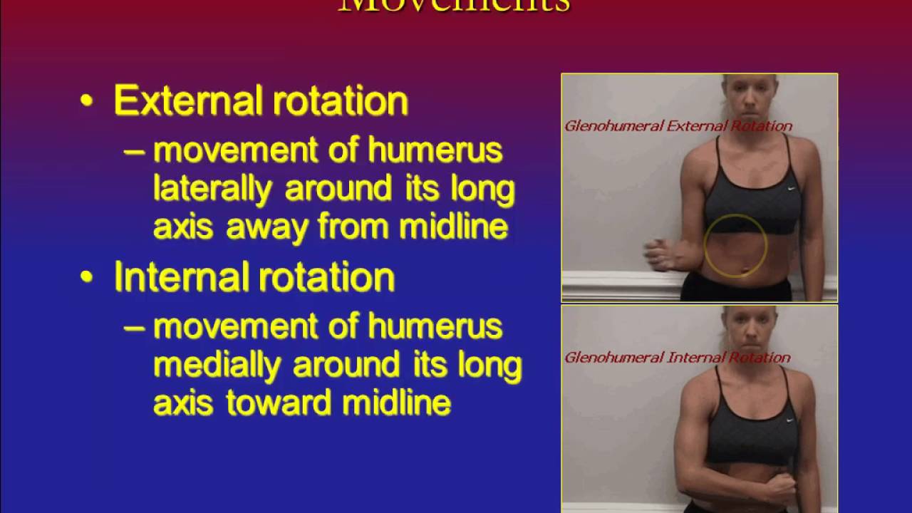 Kinesiology - the shoulder joint - YouTube