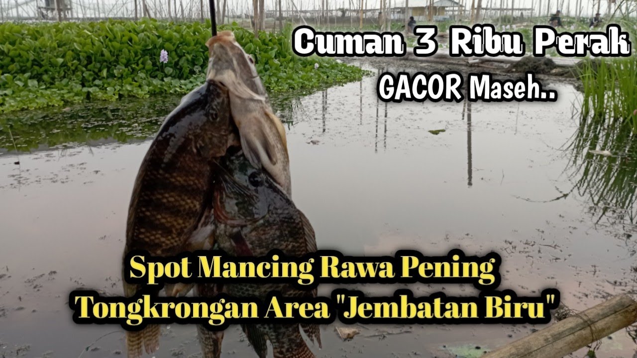 Spot Mancing Ikan Rawa Pening || Biaya Murah Poll || Jembatan Biru ...