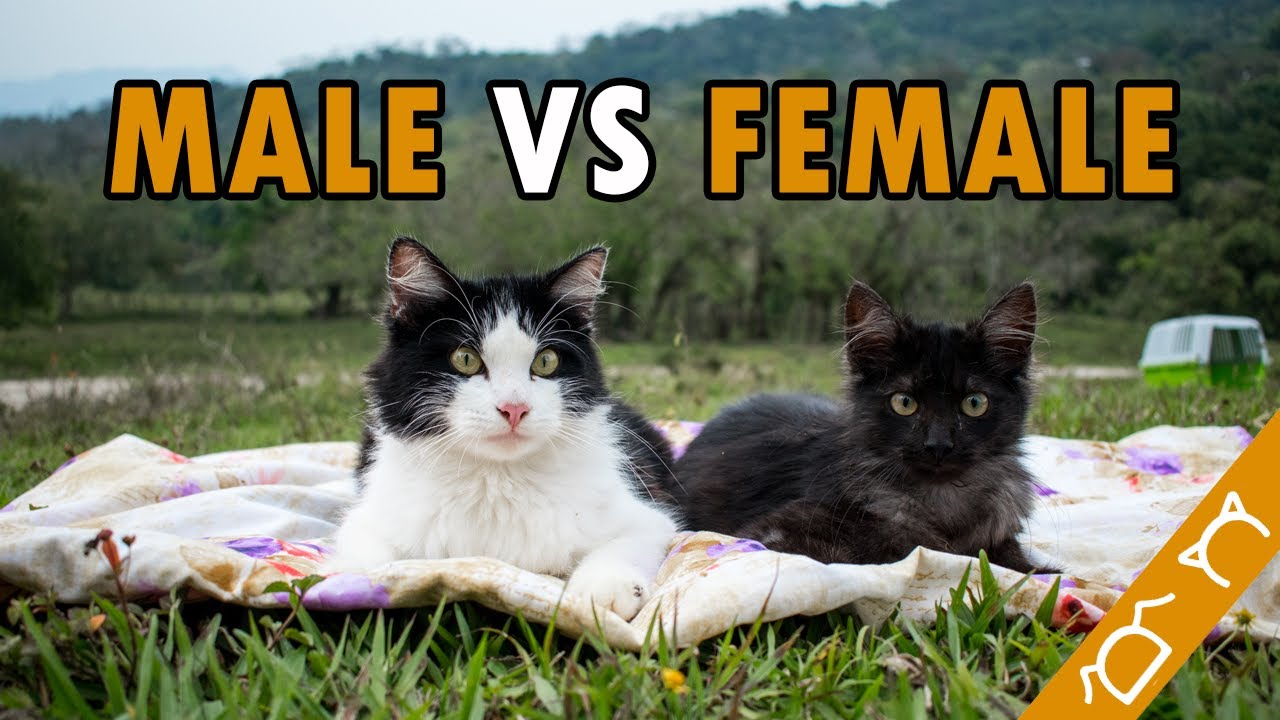 Male Or Female Cats? How To Tell The Sex Of A Kitten! - YouTube