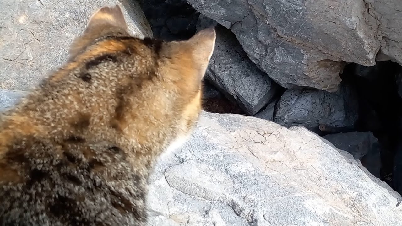 Stray cat noticing and peeping something among the rocks 🐈 CATSTANBUL 🐾 ...