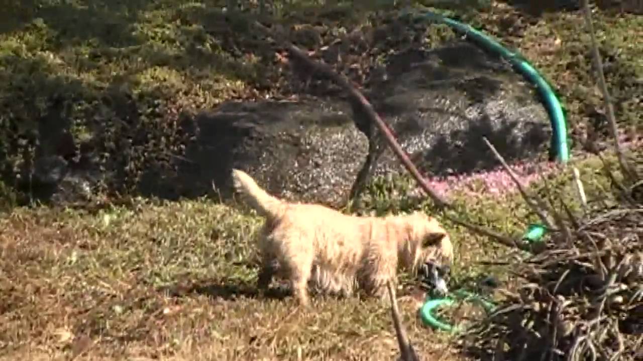 CAIRN TERRIER ATTACK - YouTube