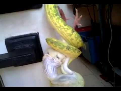 Green Tree Python Biak eating chick - YouTube