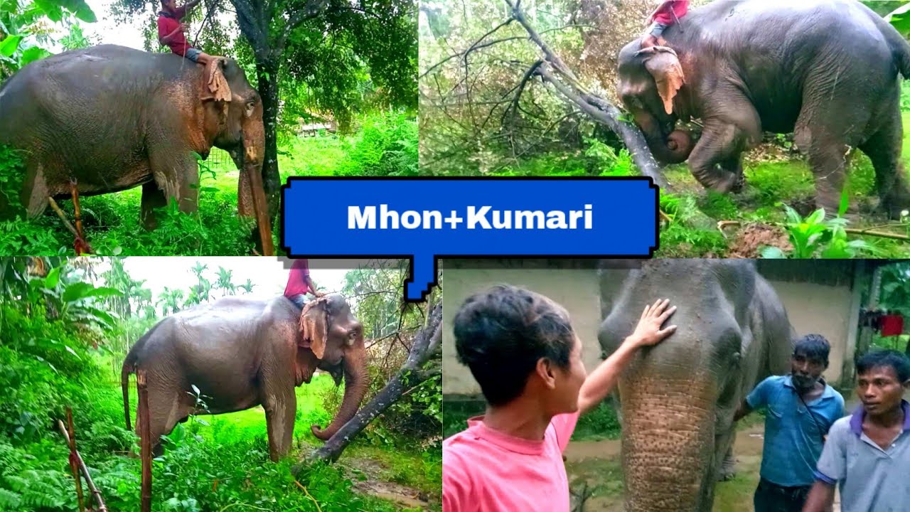 Mhon + Kumari ahise aji furib//Assamese Vlog//Boga Bhai Vlog - YouTube