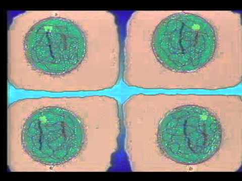 Meiosis 2" Telophase Two - YouTube