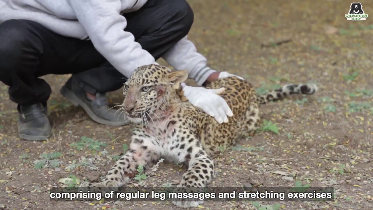 Paralyzed Leopard Makes Miracle Recovery! - YouTube
