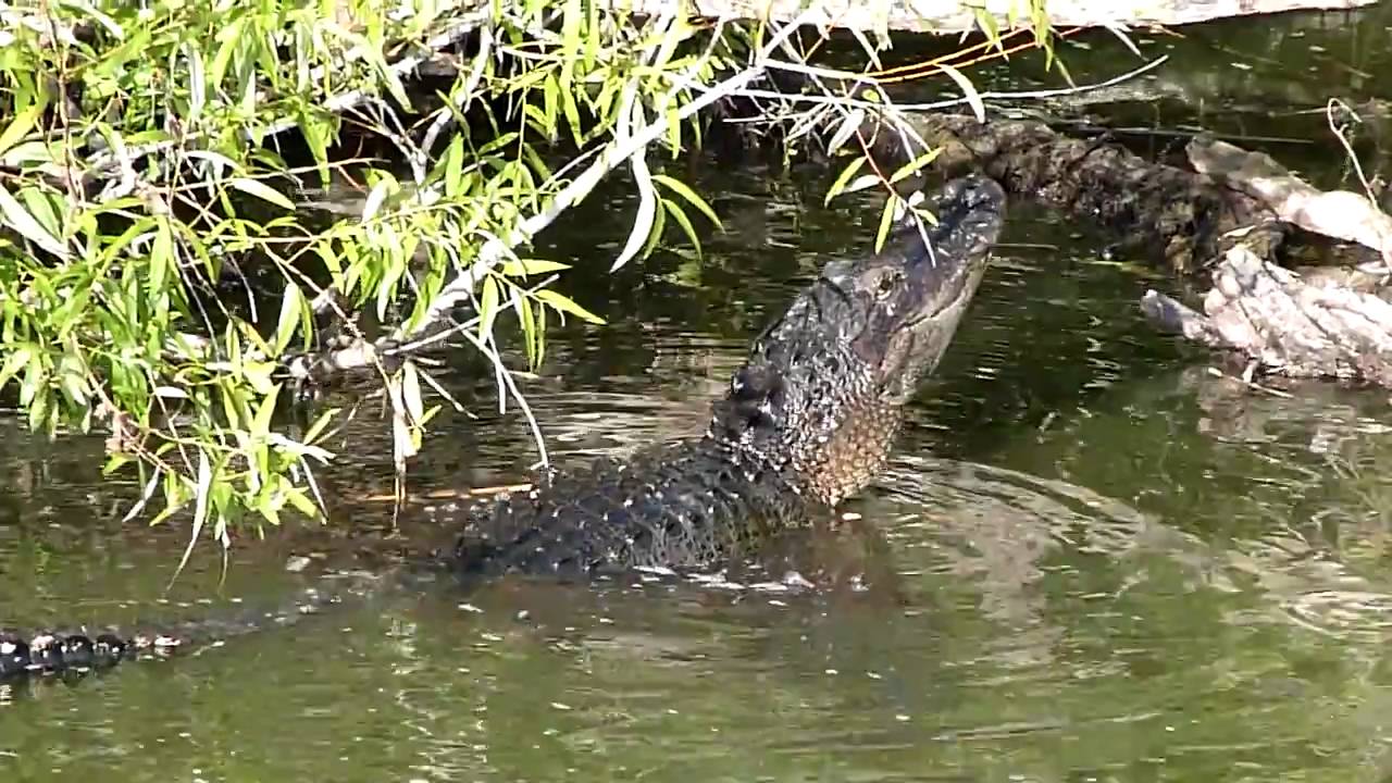Alligator roaring @ Everglades National Park - YouTube