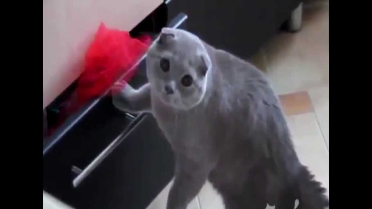 Gato pillado robando comida del mueble (FunnyAnimal2013) - YouTube