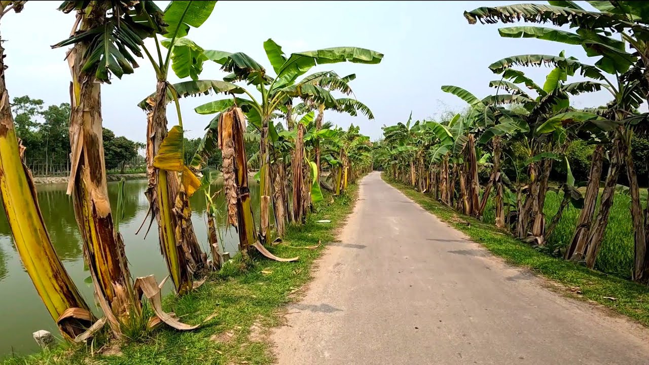 ছবির মত সুন্দর একটি সাজানো গ্রামের দৃশ্য। Bangladesh Village Beautiful ...