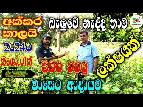 How to grow flowers |පිච්චමල් වගාවේන් මාසෙට ලක්ෂයක් | Jasmine Land ...