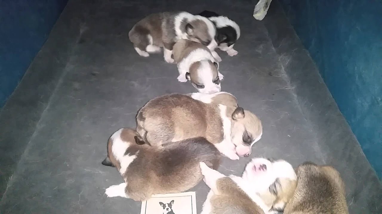 Corgi puppies 2 weeks old. - YouTube