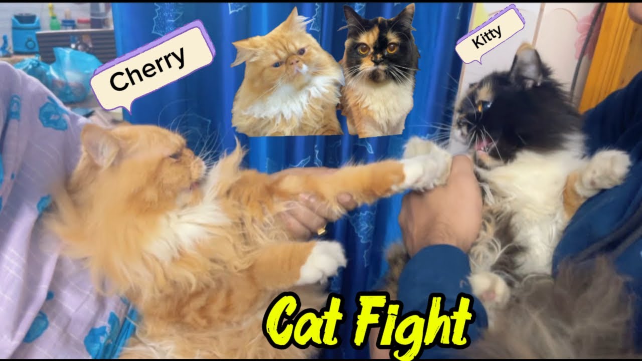 Cherry meet with Kitty for the first time😻Two cute cat but why they are ...
