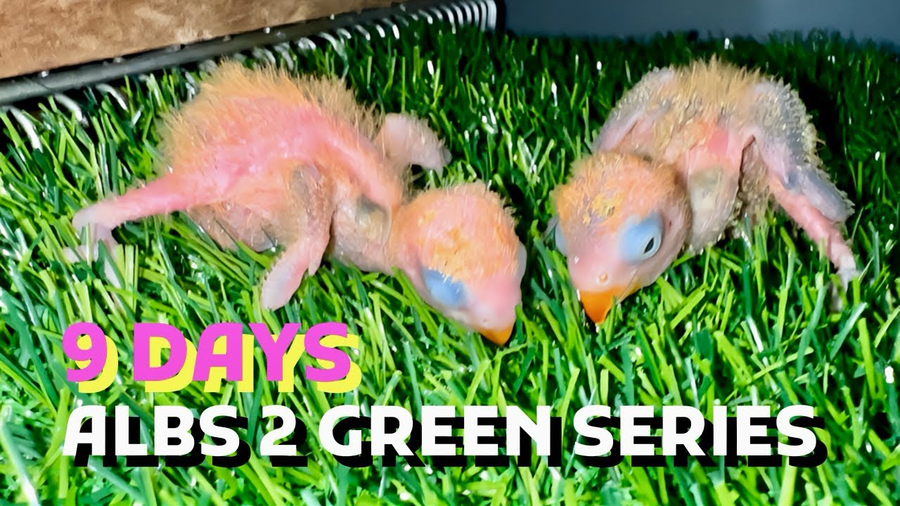 GREEN Series Chicks Update - Part 2 - YouTube