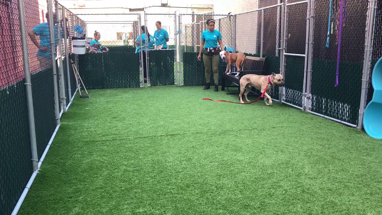 Max Pierre 34605 NYCACC - YouTube