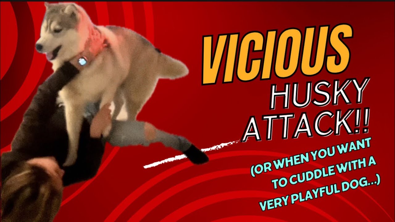 Vicious husky attack (or when you want to cuddle with a very playful ...