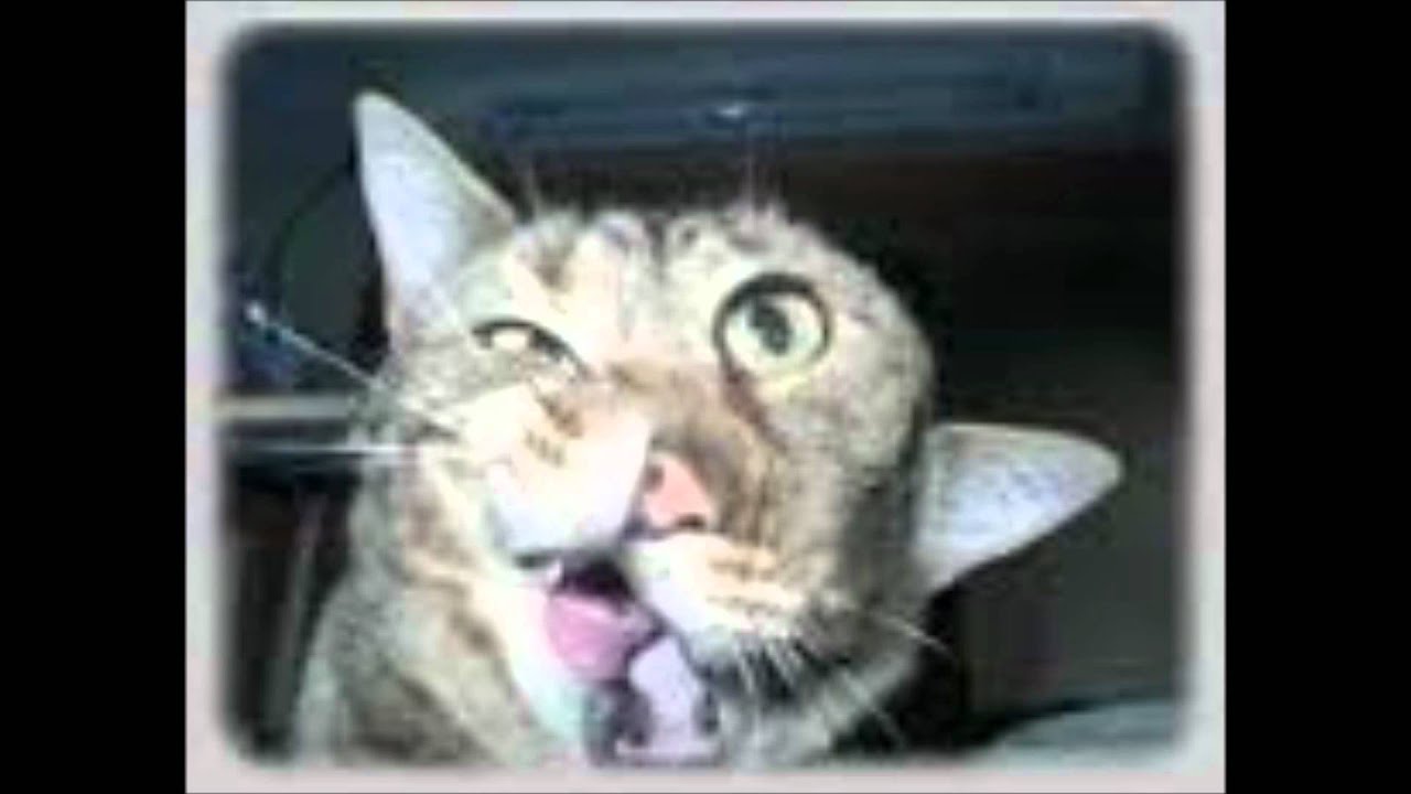 chat bizarre - YouTube