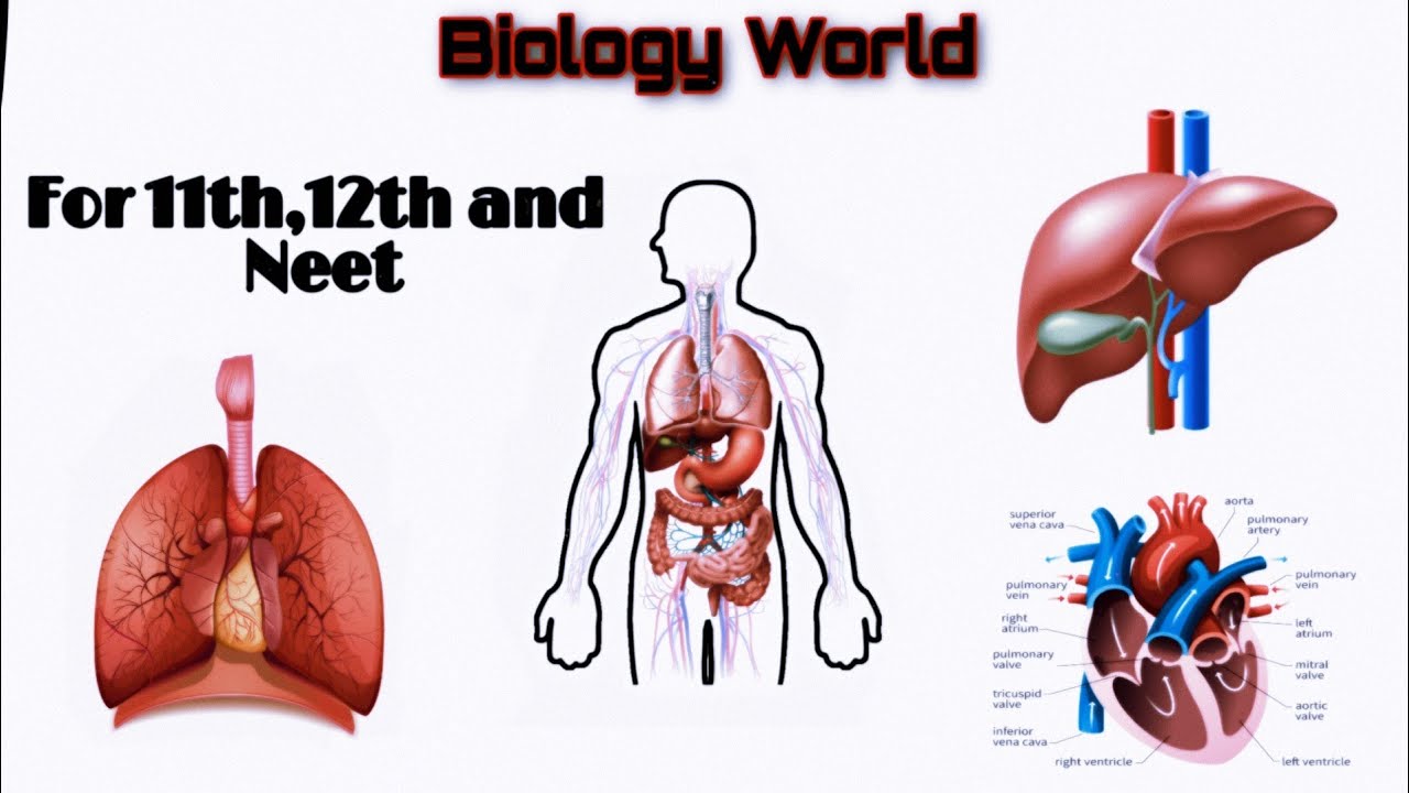 mechanism of human heart - YouTube