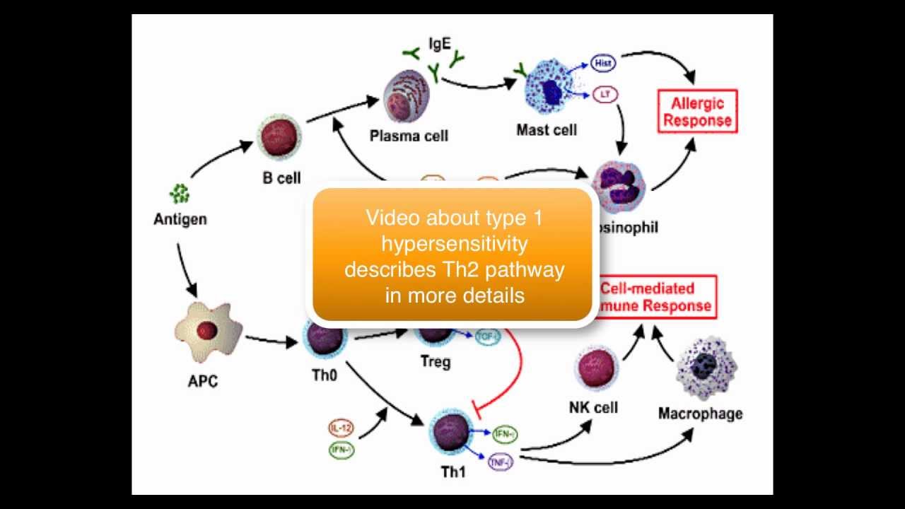 Immunology - T-cell (T-helper cell) (part 4/5) - YouTube