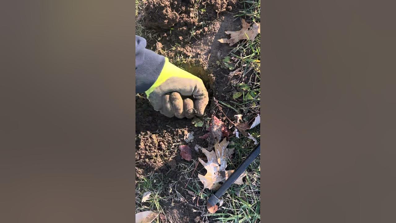 Setting the Mole Reaper with Setting Tool - YouTube