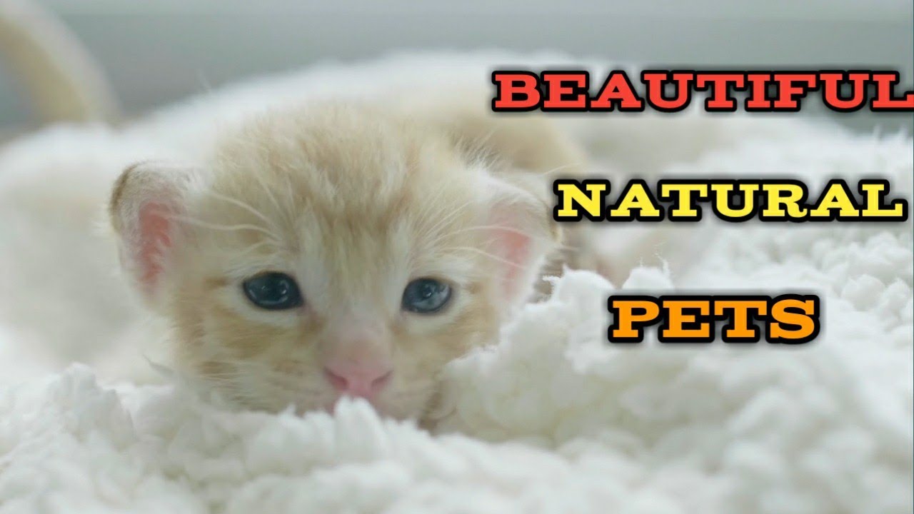 Beautiful Natural Pets|Cute Dogs And Cats|Natural Beauty|Cute pets ...