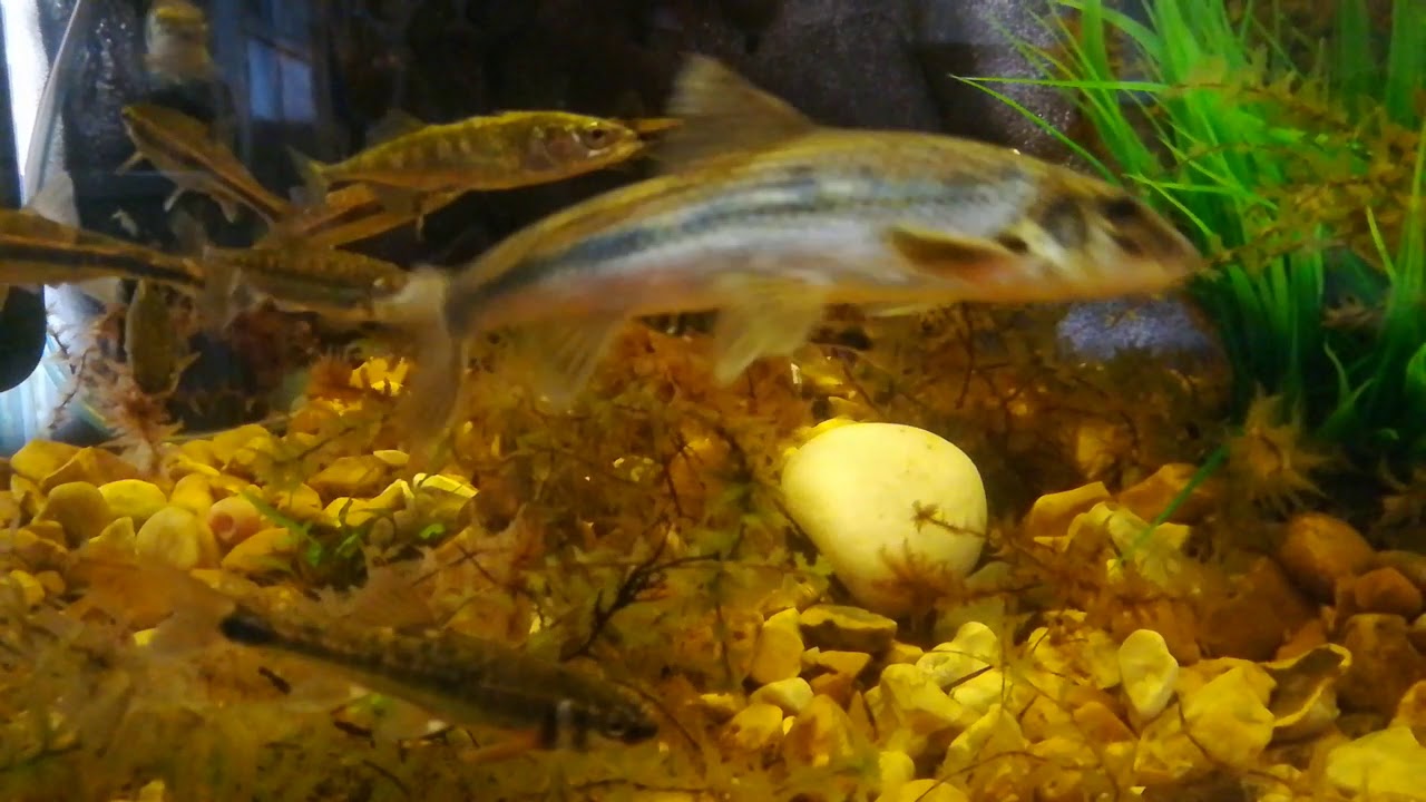 UK Native Minnow In Breeding Condition - YouTube