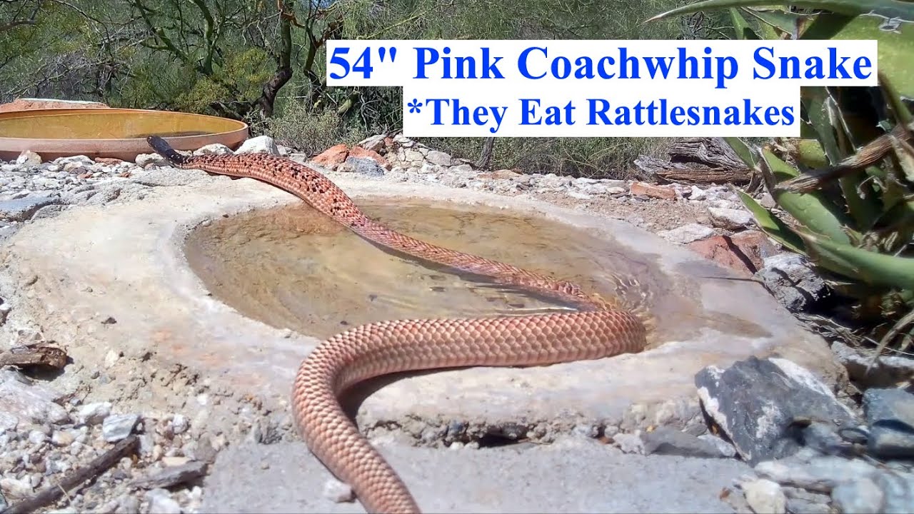 Big Pink Coachwhip Snake Slithers Through the Pond - YouTube