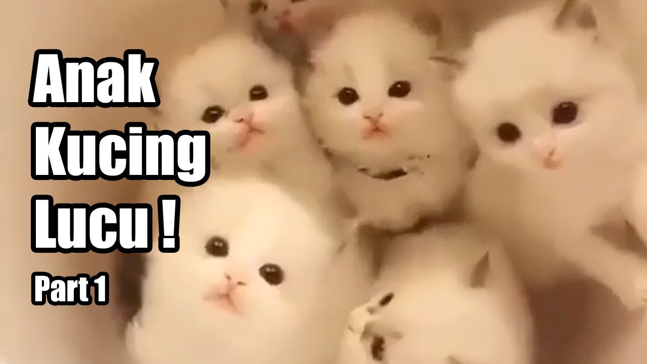 Anak Kucing Lucu. Cute Kitten - YouTube