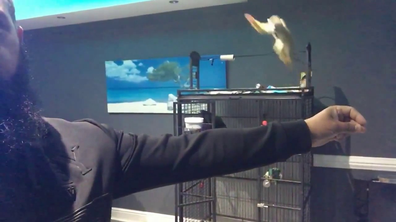 10 foot jump monkey - YouTube