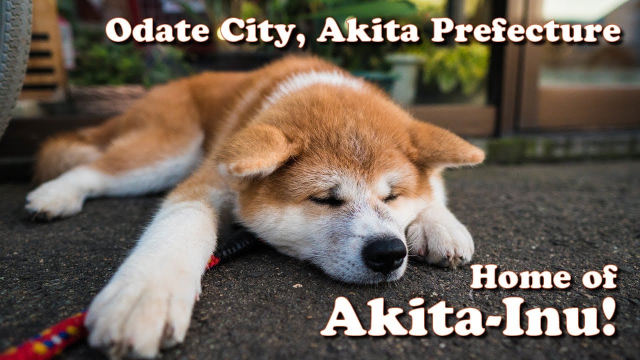 The Land of Akita-inu! Odate City, Akita Prefecture, JAPAN - YouTube
