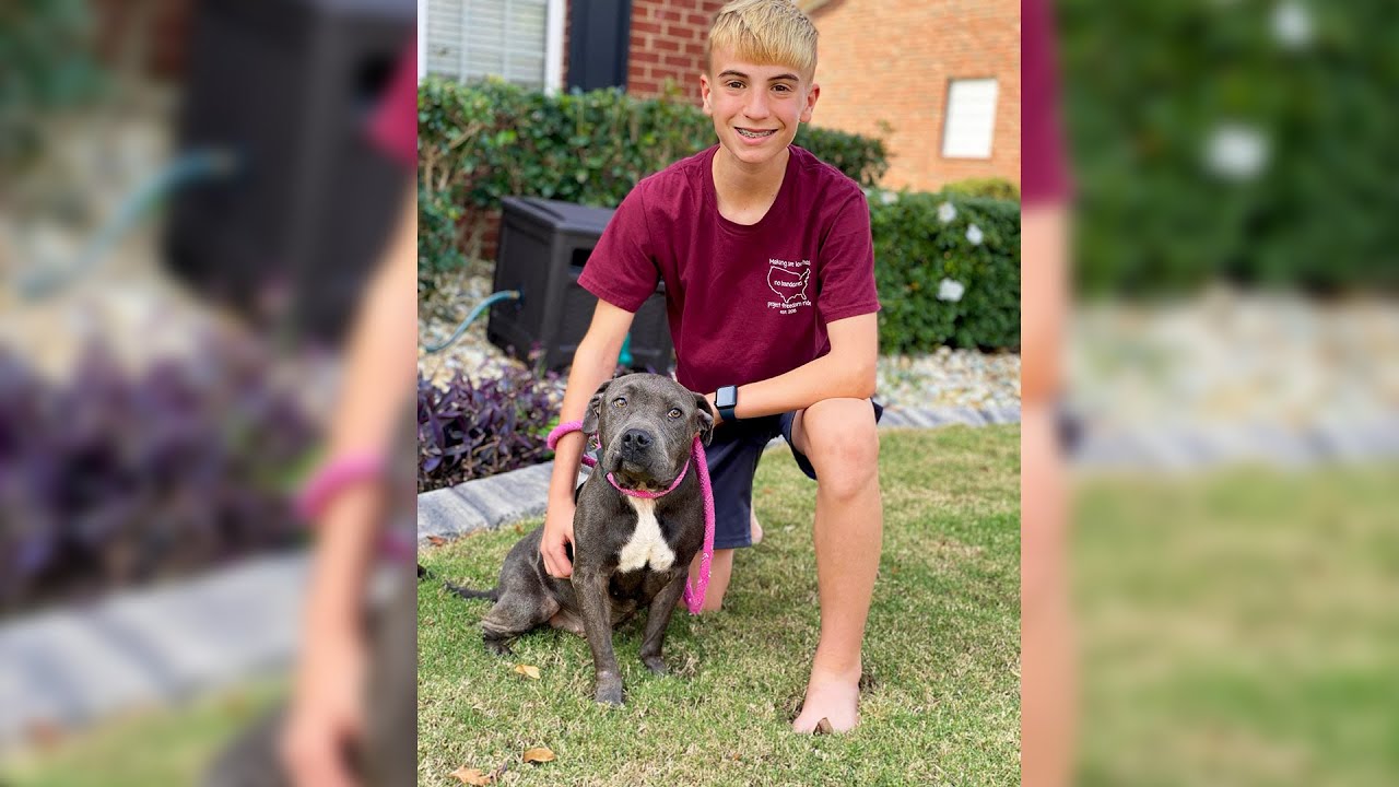 Dog Who Was Found Tied To a Pole Gets Saved | The Koala - YouTube