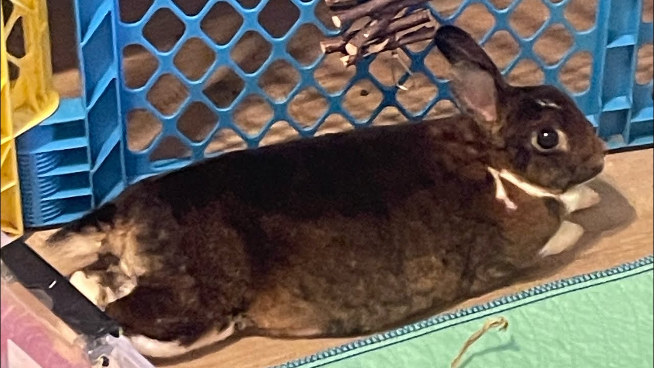 Best Rabbit Safe Toys and Treats 🐰 - YouTube