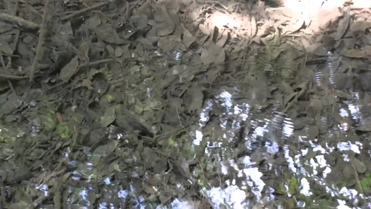 UIW Blue Hole - YouTube