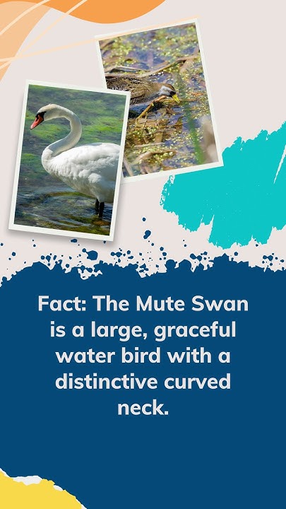 Mute Swan facts - YouTube