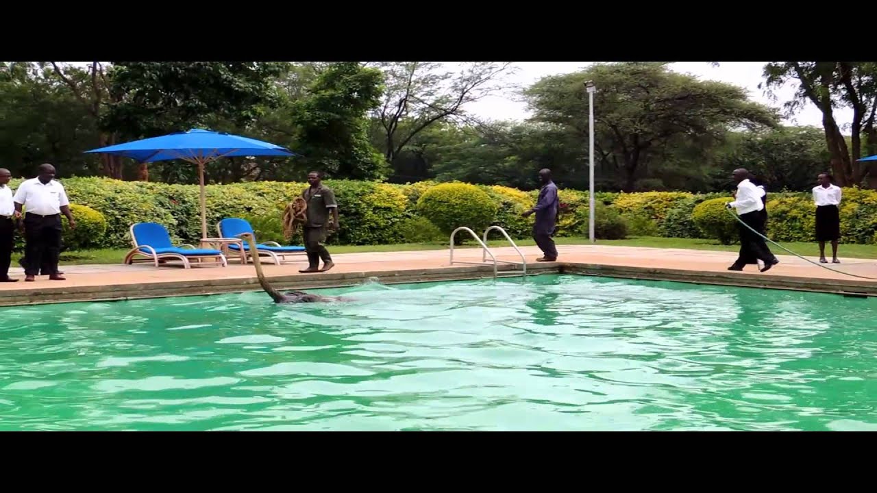 Swimming Ostrich - YouTube