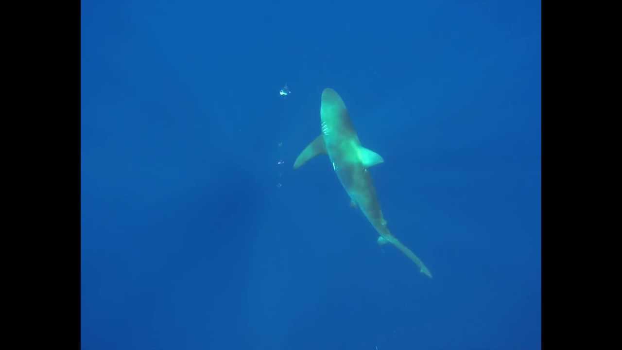 Deep Blue Charters-Oahu Hawaii - YouTube