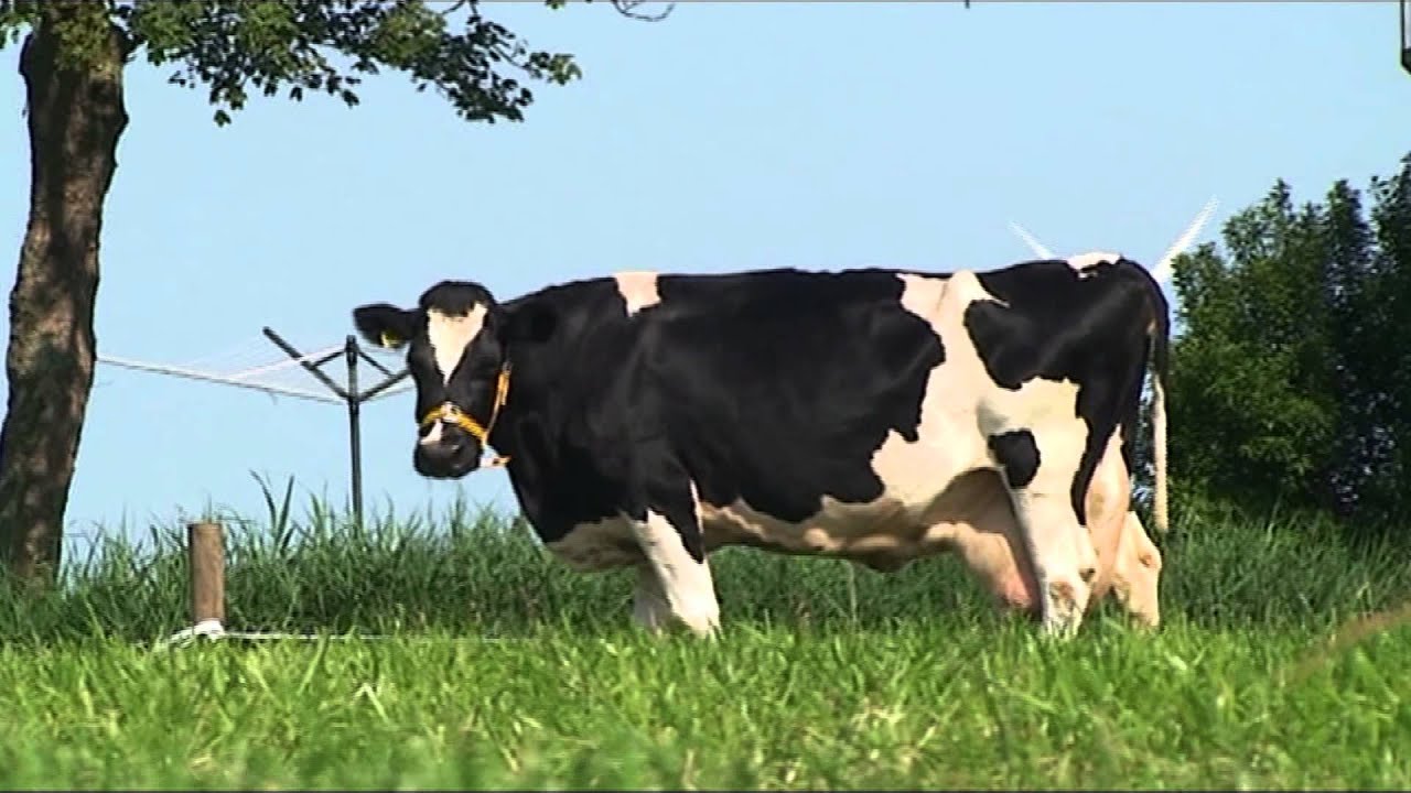 GPTV: Koe Aukje 10000 klapper - YouTube