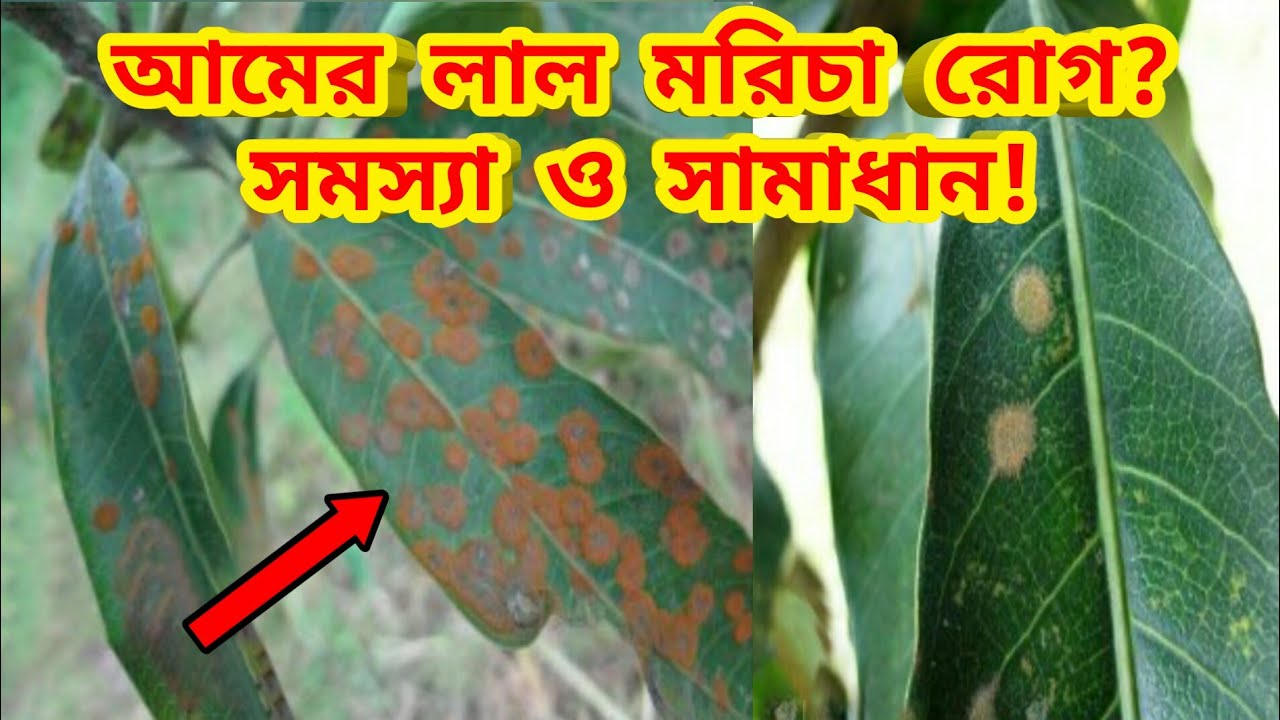 আমের লাল মরিচা রোগ? || Mango Red Rust Disease || সমস্যা ও তার সমাধান ...